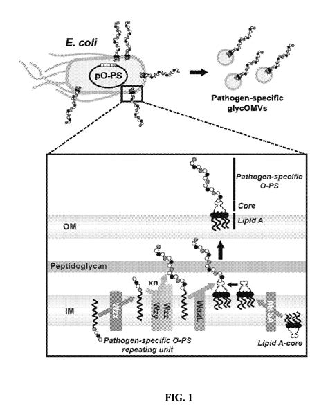 Compositions And Methods For The Expression Of Eukaryotic Oligosaccharides On Bacterial Outer