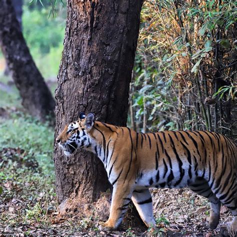 Viraj Kale Virajkalephotography • Instagram Photos And Videos