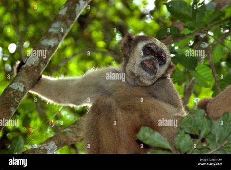 Northern Muriqui Brachyteles Hypoxanthus The Largest Monkey Of The