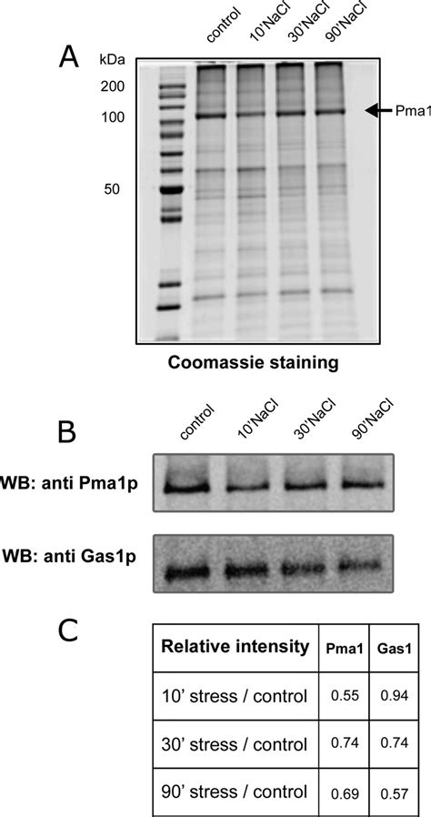 Purified Plasma Membrane Analysis After 0 4 M Salt Treatment Ten Download Scientific Diagram