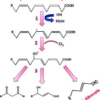 PDF Role Of Protein Oxidation Lipid Peroxidation And Antioxidant Defense Systems On Diabetes