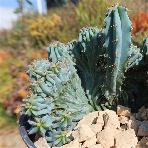 Shop Myrtillocactus Geometrizans Crested Elite Care And Growing Guide