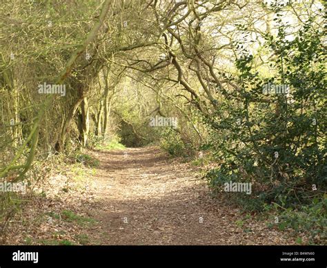 Tree Lined Tunnel Of A Woodland Path Symetrical Shadows Womb Like OLYMPUS DIGITAL CAMERA