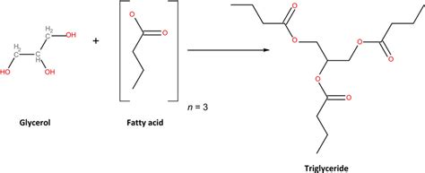 Formation Of Triglycerides Download Scientific Diagram