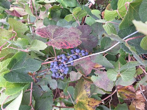 СЭЛЭНГЭ Монгол Улсын Ерөнхийлөгч У Хүрэлсүх Сэлэнгэ аймагт ажиллаж байна