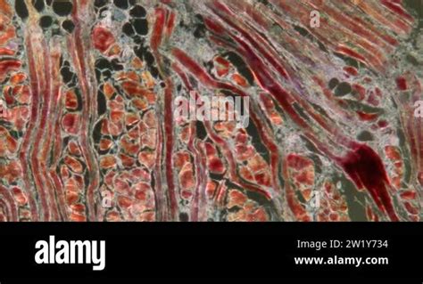 Tongue Of The Cat With Papillae At High Magnification In Darkfield