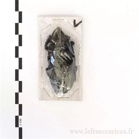Odontolabis Macrocephala Mâle 55mm