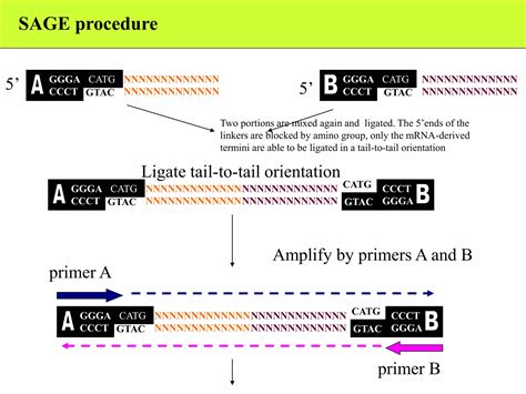 Sage Serial Analysis Of Gene Expression Pptx
