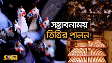 তিতির পালনে মিলবে বেশি মুনাফা Khamar Bari Poultry Farm Titir Birds Ekhon Tv Youtube