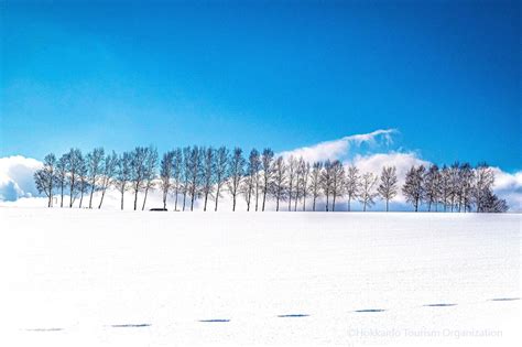 【日本旅遊】【北海道同樂會】白金青池點燈、札幌白色燈節、三大蟹溫泉香、兩晚星野渡假村五日 Kkday