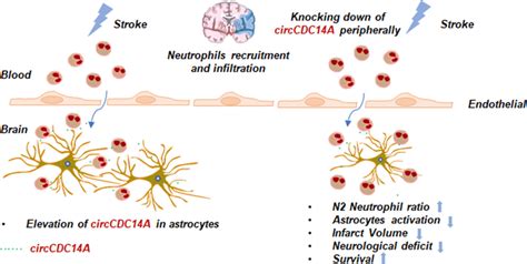 The Proposed Regulation Way Of Circcdc14a In Acute Phase Of Stroke Download Scientific Diagram