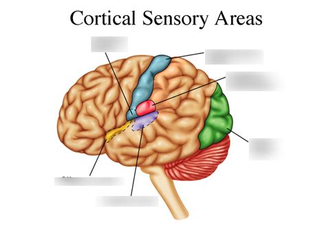 Cortical Sensory Areas Diagram Quizlet