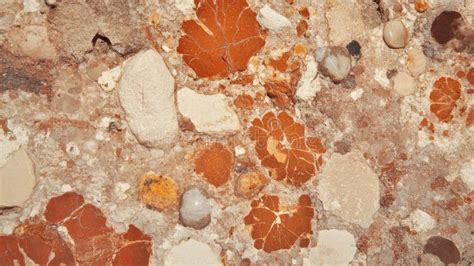 Fossil Rich Limestone Texture Displaying Varied Fossils For Natural Design Stock Illustration