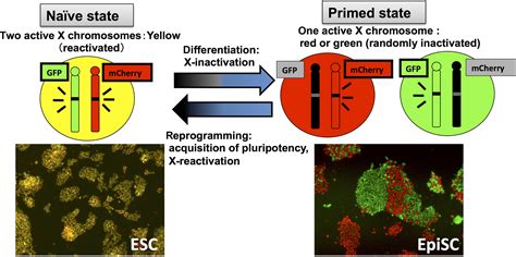 X Chromosome Inactivation