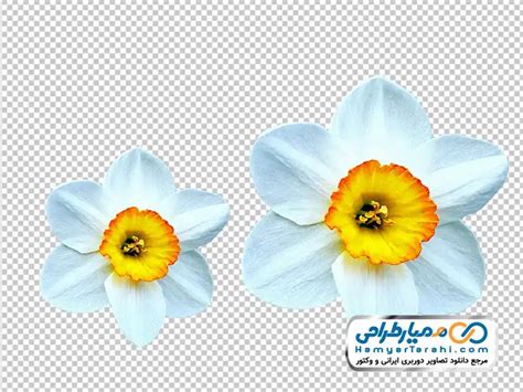 عکس با کیفیت گل نرگس 11195009