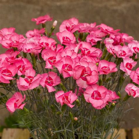 Гвоздика перистая "Ангел оф Хуп" (Dianthus plumarius Angel of Hope ...