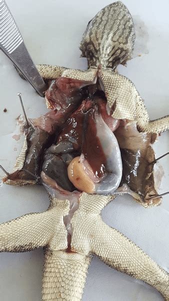 Categoría Digestive System Lizard De Imágenes Fotos De Stock E