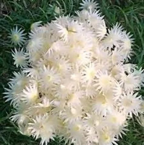 Green View Bakul Fuloccidentalis 1 Healthy Live Super Yielding Early Flower Plant Indoor