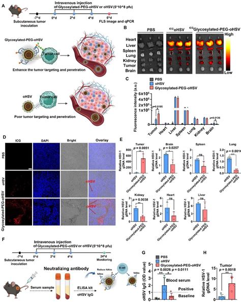 Intravenous Injection Diagram
