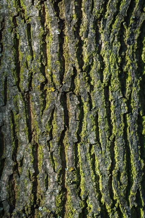 Tree Bark Texture Vertical Free Download On Libreshot Com