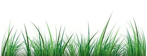 Grass Vector Png Grass Vector Image Png Clipart Large Size Png