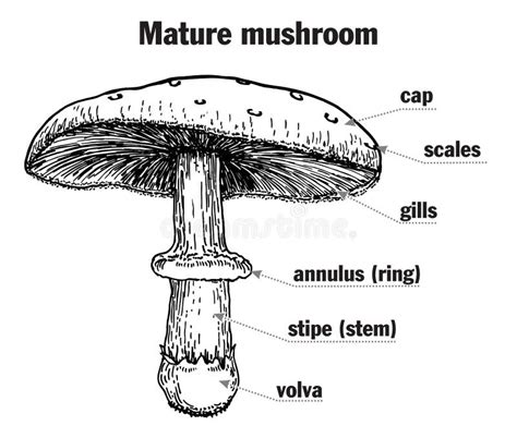 Fungi Diagram