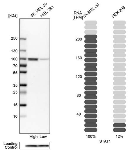 Anti Stat1 Human Protein Atlas Antibody
