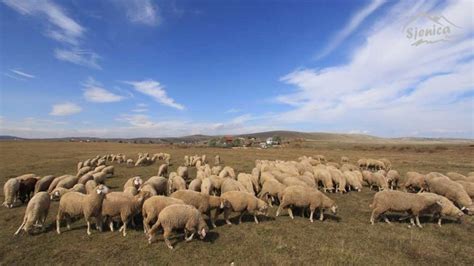 Pešterska Visoravan Pešterska Visoravan