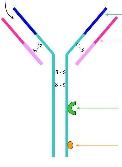 Diagramme De Bph Anticorps Quizlet