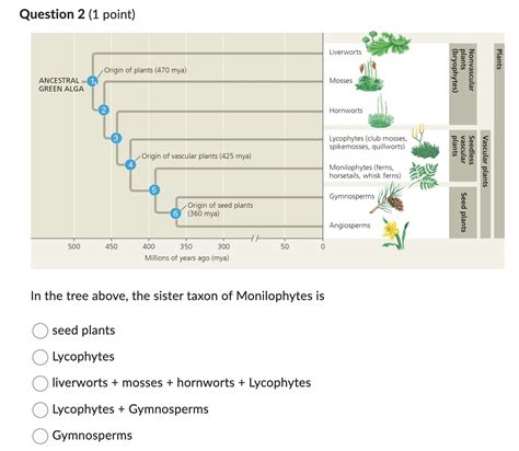 Solved Question 2 1 pointin The Tree Above The Sister Solved Question 2 1 pointin The Tree Above The Sister