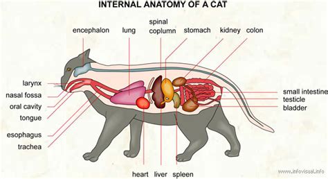 Cat Dissection