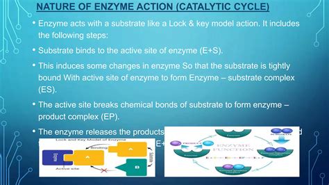 Enzyme Pptpptx