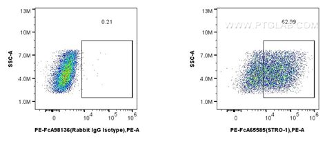 Stro 1 Antibody Pe Fca65585 Proteintech