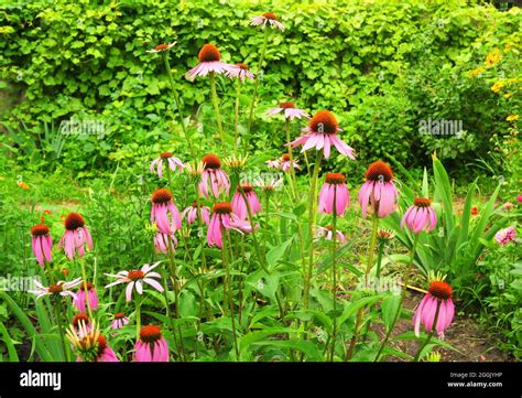 Echinacea Purpurea And Purple Coneflowers Flower Bed Garden