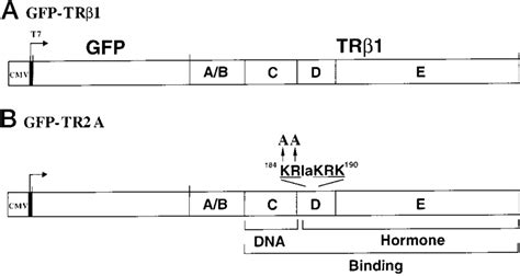 Schematic Representation Of Gfp Tr1 Receptor Fusion Protein A And The