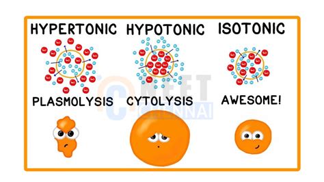 Difference Between Hypotonic And Hypertonic Solution Neet Chennai