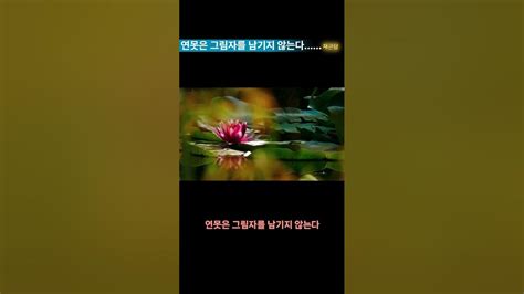 연못은 그림자를 남기지 않는다 채근담 Youtube