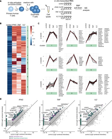Time Dependent Regulation Of Cytokine Production By Rna Binding