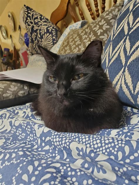 My First Time On This Subreddit So Enjoy Meeting The Fluffy Black Cat