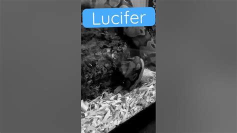 Ball Python Eating Mouse Youtube