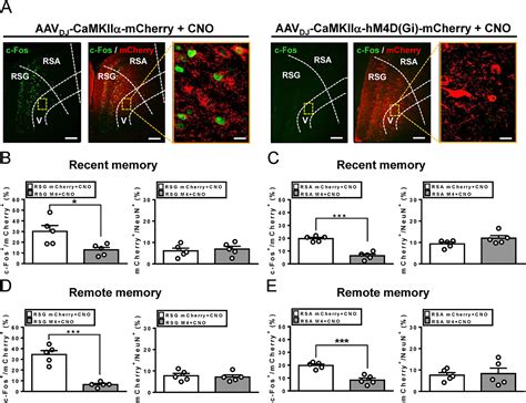 Distinct Contribution Of Granular And Agranular Subdivisions Of The