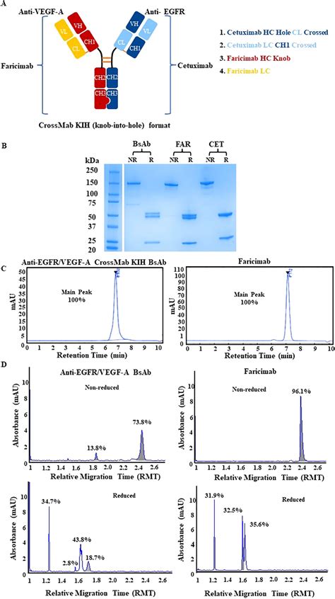 Frontiers Physicochemical And Biological Characterization Of A