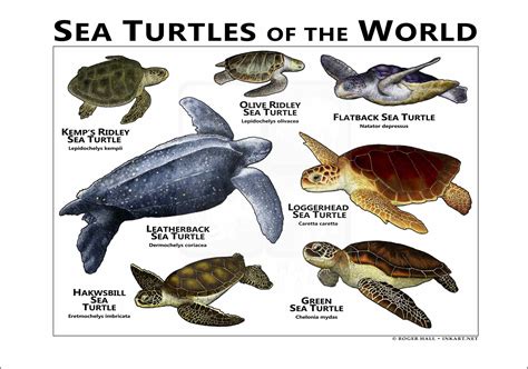 All Different Types Of Sea Turtles Pictures 40 Off