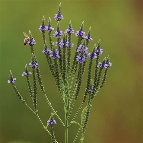 Verbena Hastata Blue Vervain