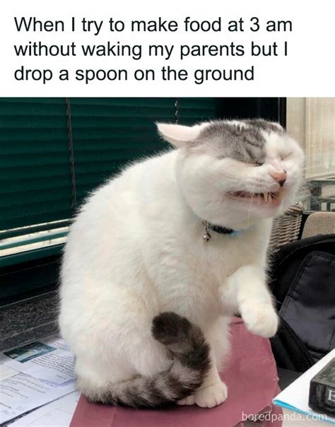 50 Animal Pics That Fit Perfectly Into Memes Bored Panda