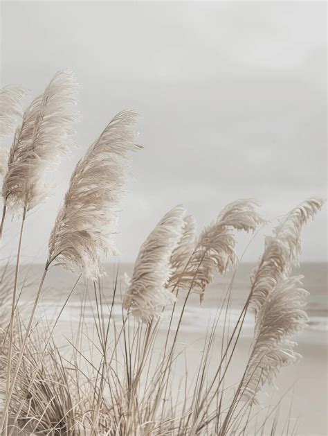 Pampas Grass At The Beach Discover The Wall Art By Melanie Viola Now