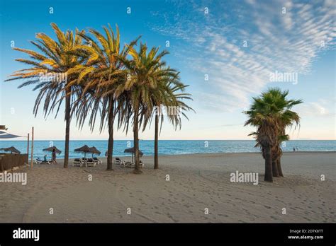 Landscape Photograph Of Pine Trees On The Beach Stock Photo Alamy