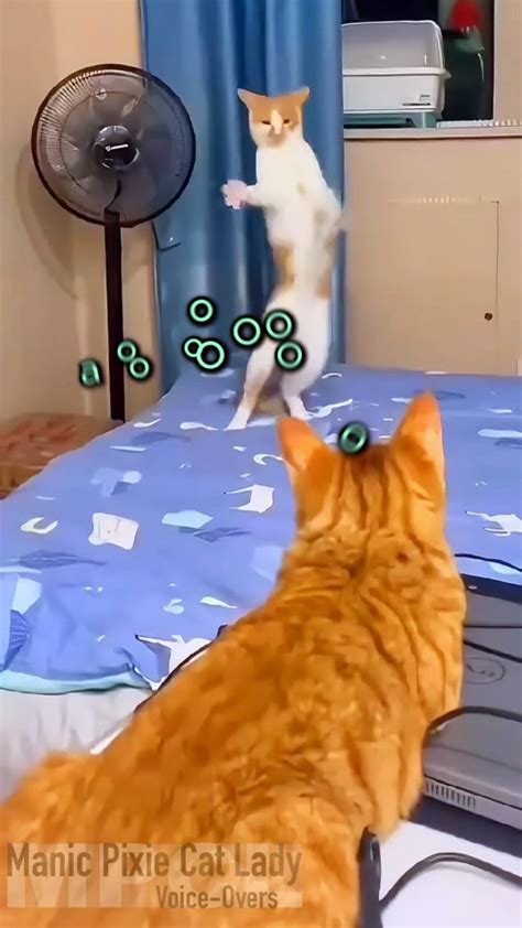 Manic Pixie Cat Lady Always Prepare Quick Credits Cat Unknown Dm