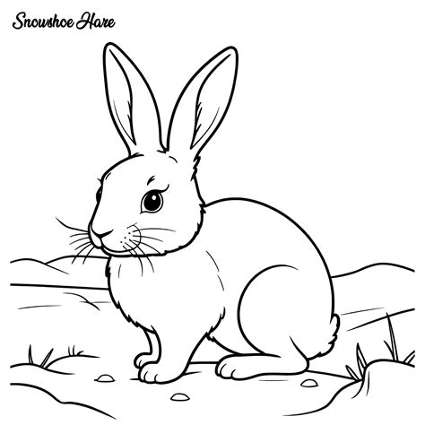 Snowshoe Hare Coloring Page And Outline Vector Design Premium Ai