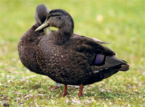 Old Squaw Duck Bird Britannica